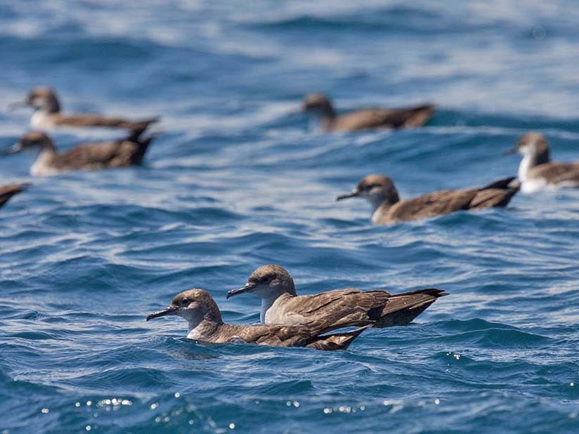 Puffin des Baléares - eBird