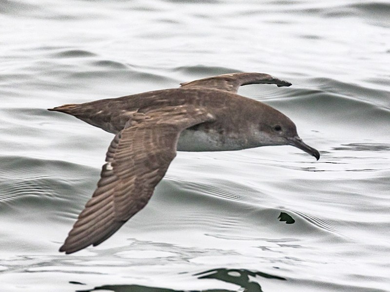 Puffin des Baléares - eBird