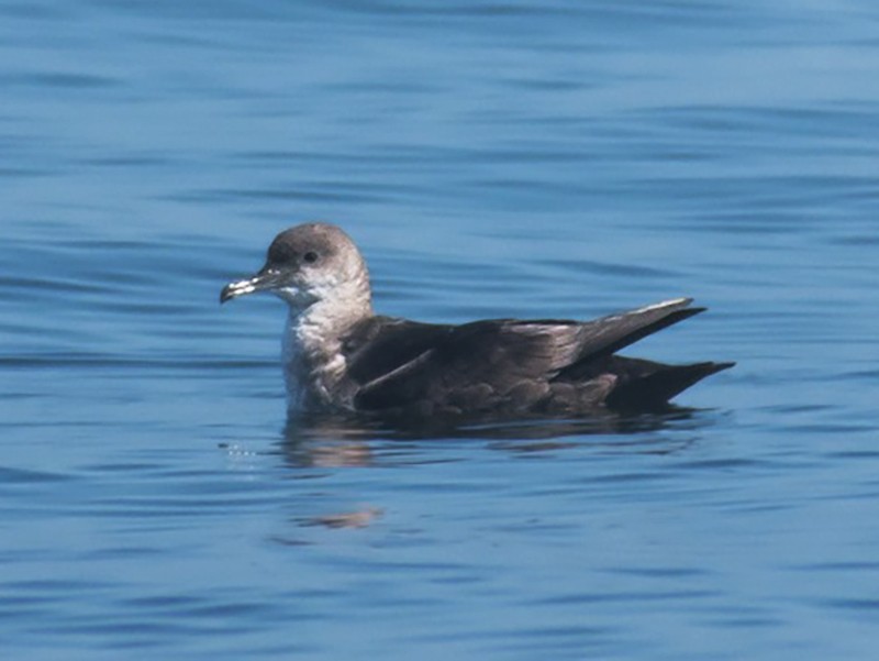 Puffin des Baléares - eBird