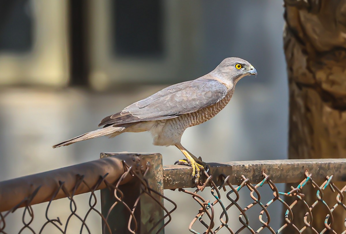 Shikra - Accipiter badius - Media Search - Macaulay Library and eBird