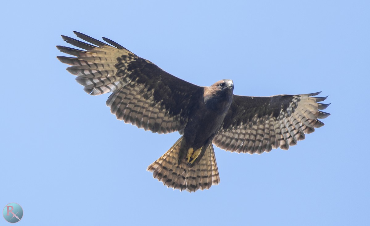 eBird Checklist - 4 Mar 2023 - Loxahatchee NWR - 42 species (+2 other taxa)