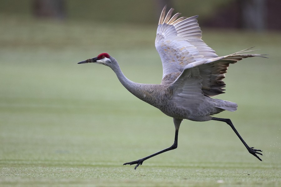 Grulla canadiense (pratensis) - eBird