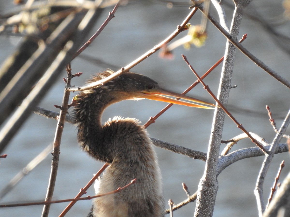 eBird Checklist - 4 Mar 2023 - Retention pond between Merchants Way ...