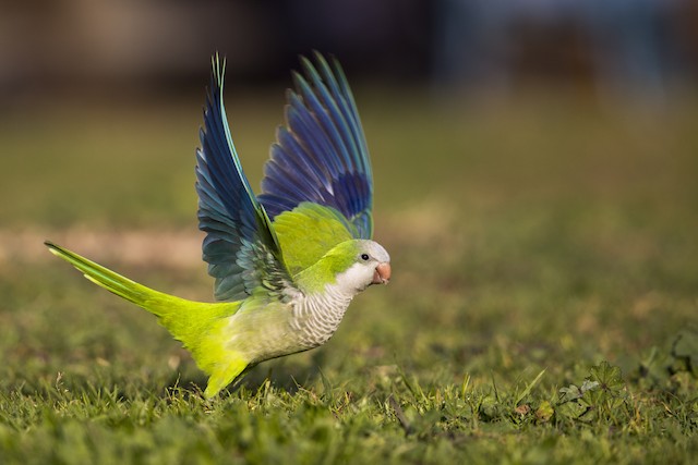 Quaker Parrot Flying