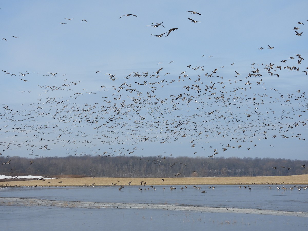 eBird Checklist - 4 Mar 2023 - Patton Rd./Oak Ln. Ponds - 13 species ...