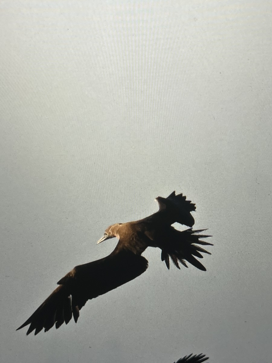 eBird Checklist - 4 Mar 2023 - Fort Morgan State Historic Site - 31 species