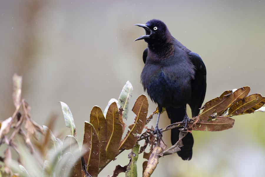 Common Grackle (Purple) - eBird