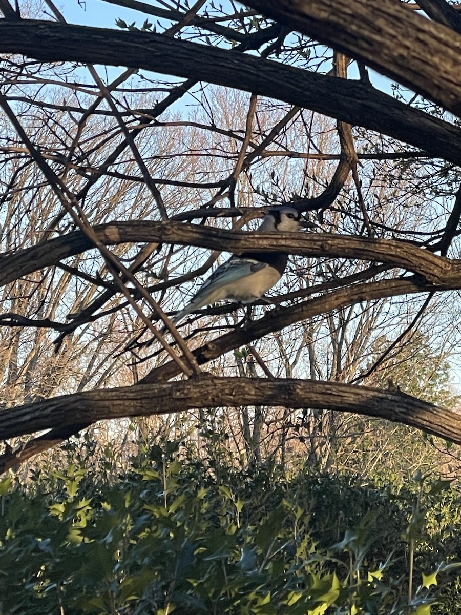eBird Checklist - 5 Mar 2023 - Dumbarton Oaks Park - 17 species
