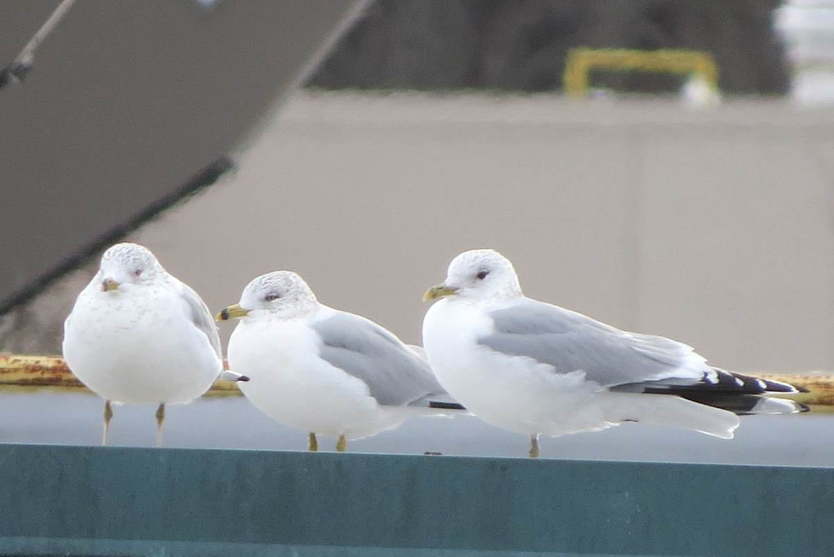 eBird Checklist - 5 Mar 2023 - Stakeout Common Gull- Kohl’s, Mansfield ...