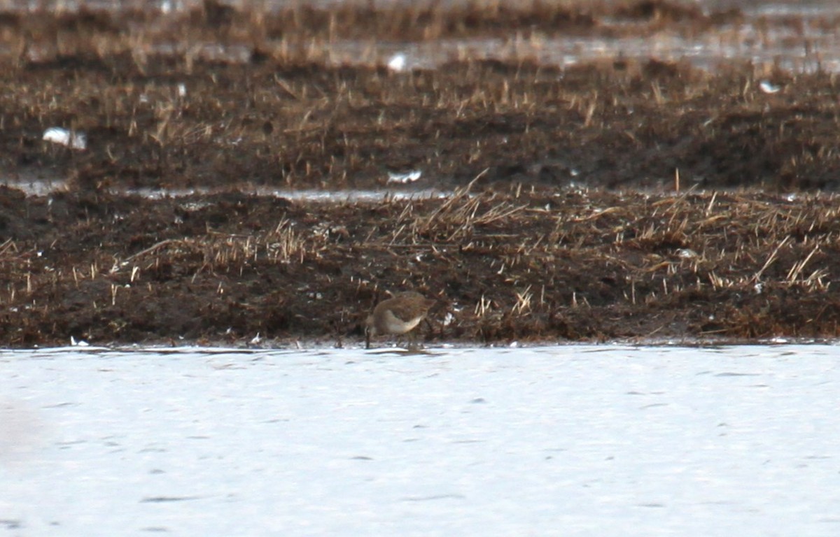 eBird Checklist - 4 Mar 2023 - Loess Bluffs NWR - 62 species