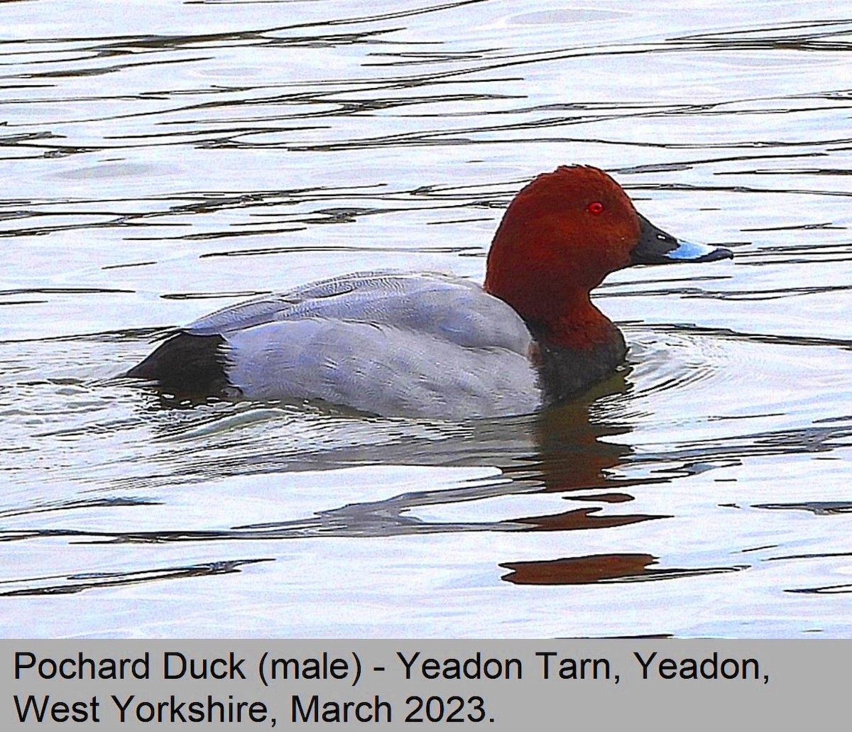 eBird Checklist - 4 Mar 2023 - Yeadon Tarn - 11 species (+1 other taxa)