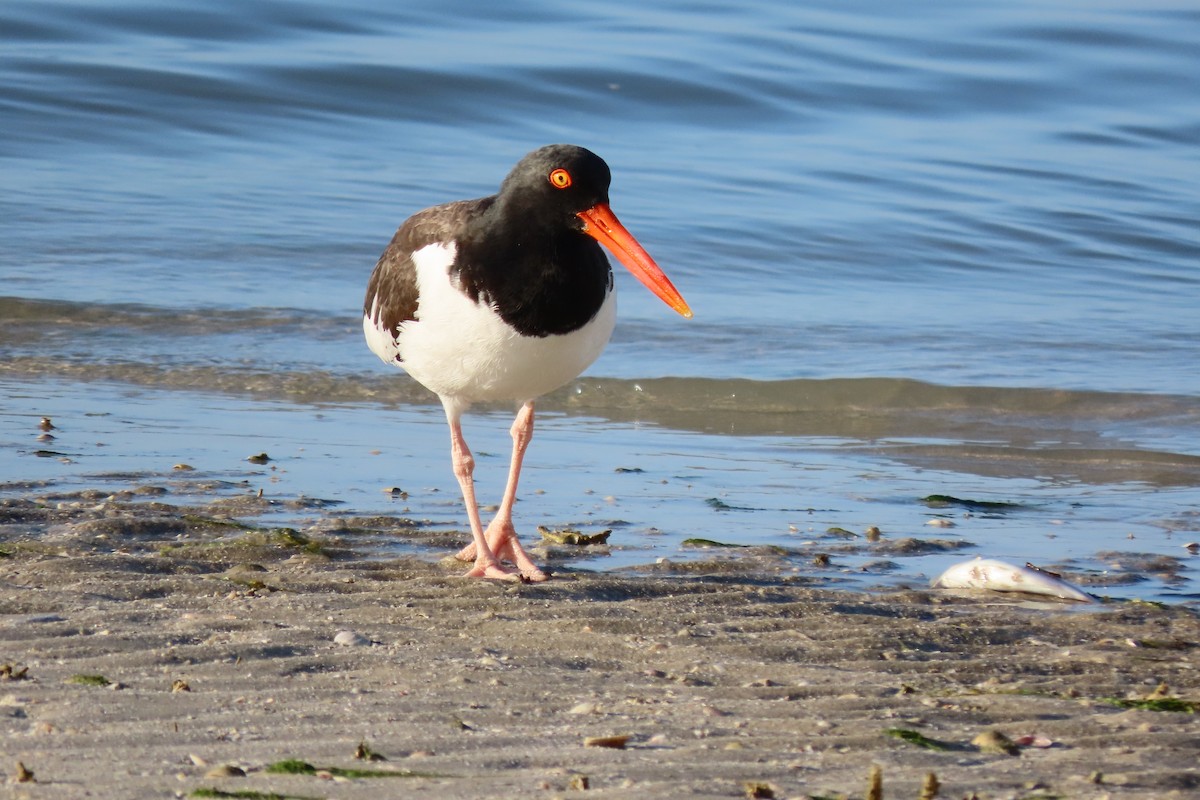 eBird Checklist - 5 Mar 2023 - Carlos Pointe - 22 species