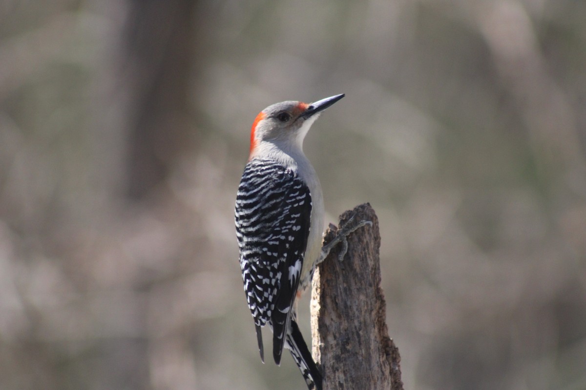 eBird Checklist - 5 Mar 2023 - Chippewa Nature Center - 21 species