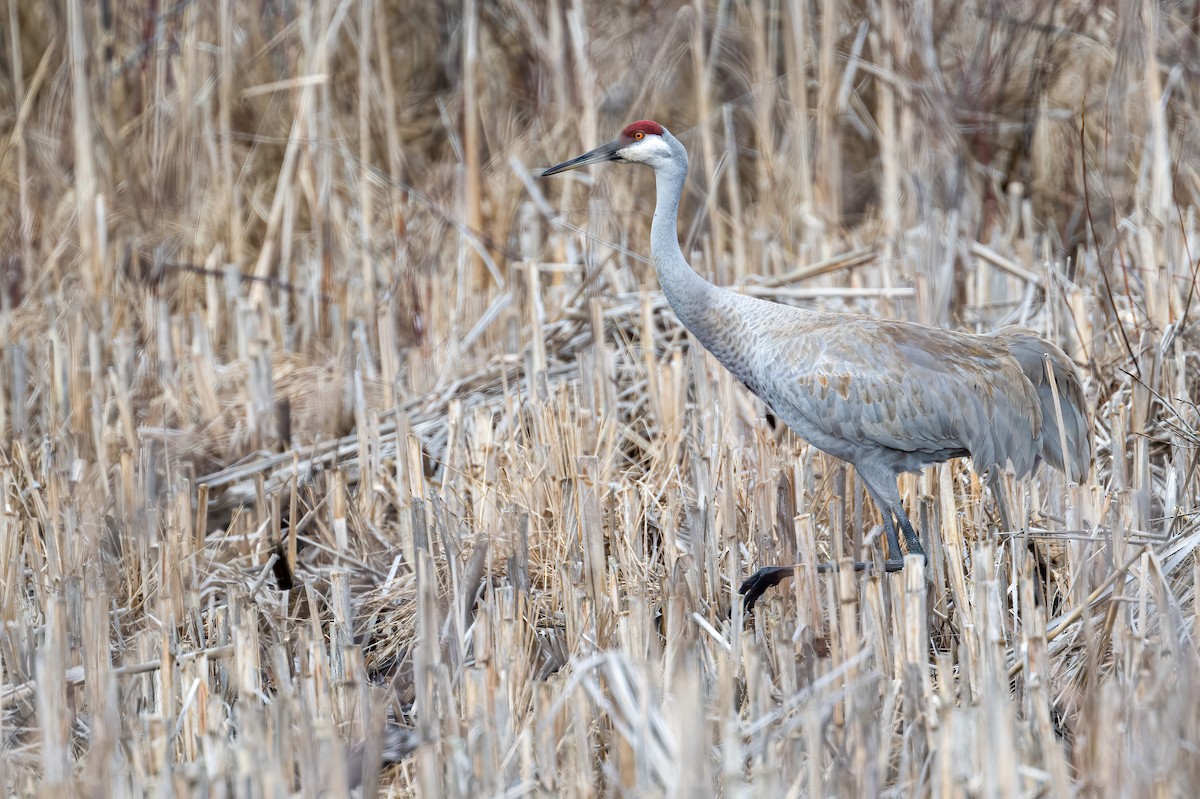 eBird Checklist - 4 Mar 2023 - UW Madison Arboretum--Curtis Prairie ...