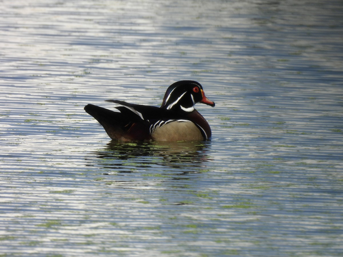 eBird Checklist - 5 Mar 2023 - Peaceful Waters Sanctuary - 38 species