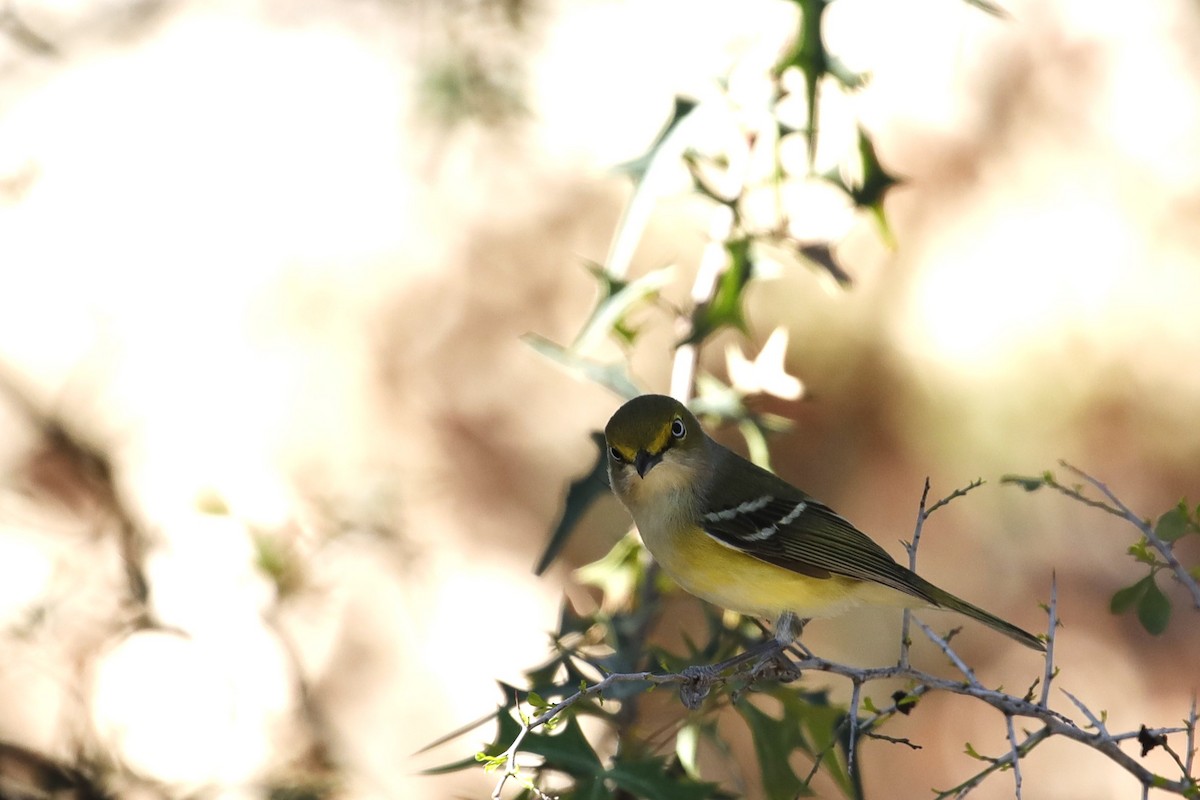 eBird Checklist - 5 Mar 2023 - Kickapoo Cavern SP (Kinney Co.) - 17 species