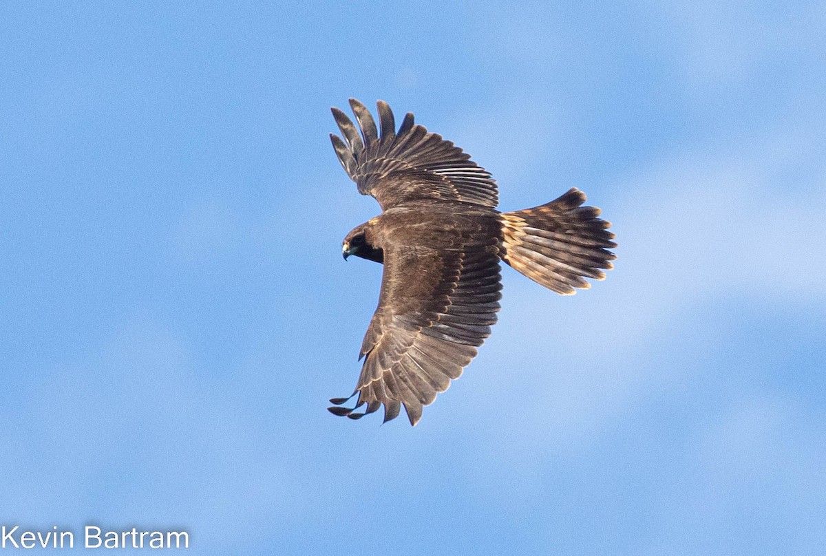 eBird Checklist - 5 Mar 2023 - Point Wilson, Victoria, AU (-37.993, 144 ...