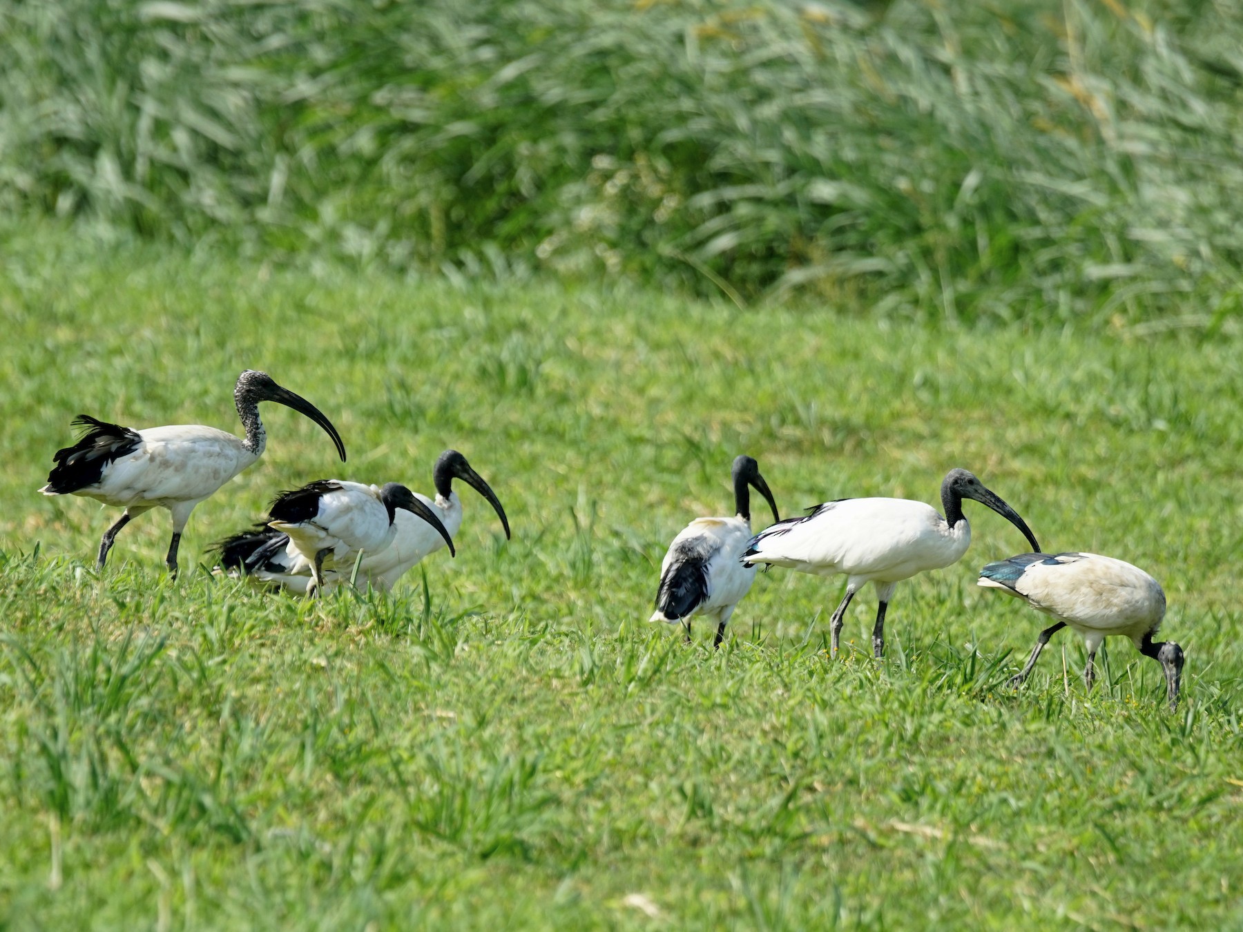 African Sacred Ibis - eBird