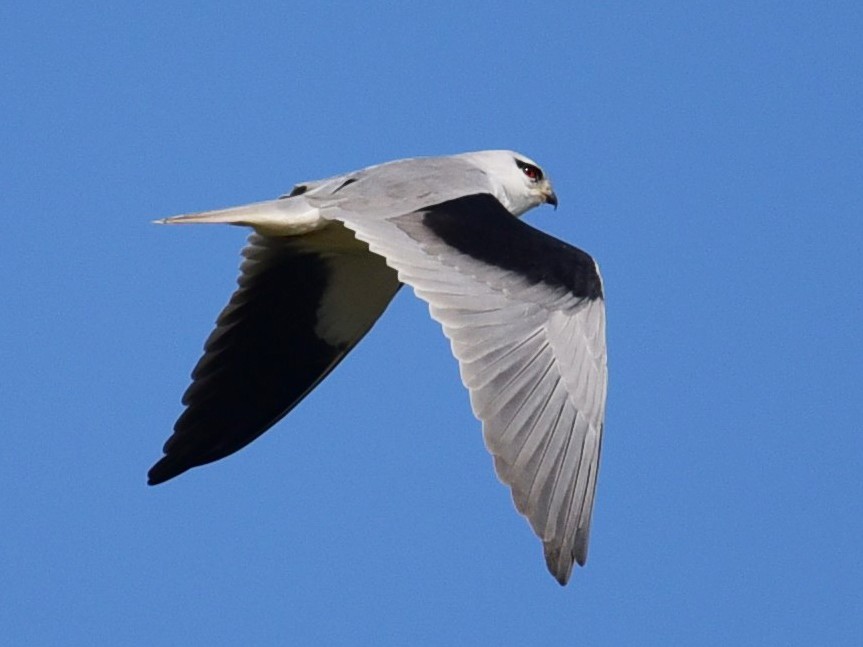 Black-winged Kite - eBird