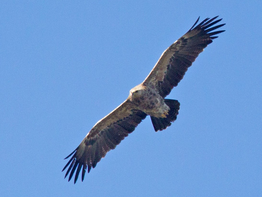 Lesser Spotted Eagle - eBird
