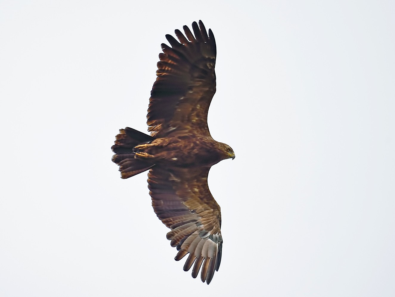 Lesser Spotted Eagle - eBird