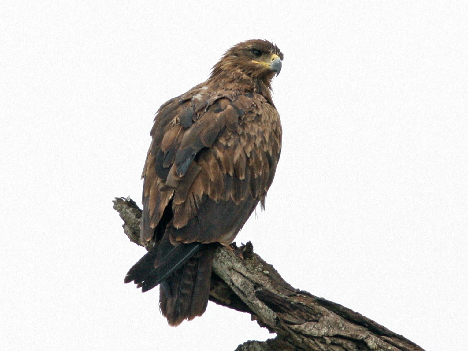 Lesser Spotted Eagle - eBird