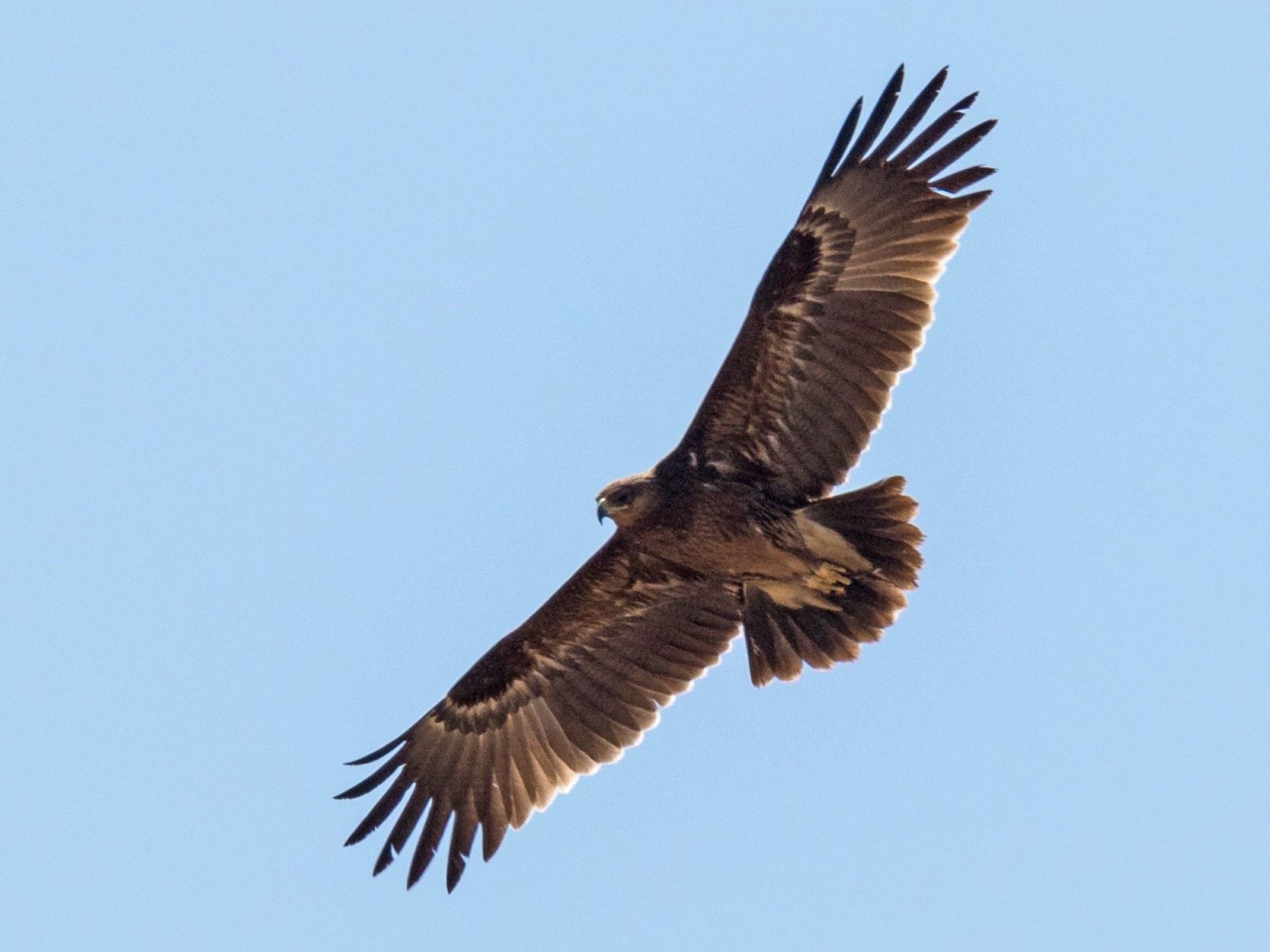 Lesser Spotted Eagle - eBird