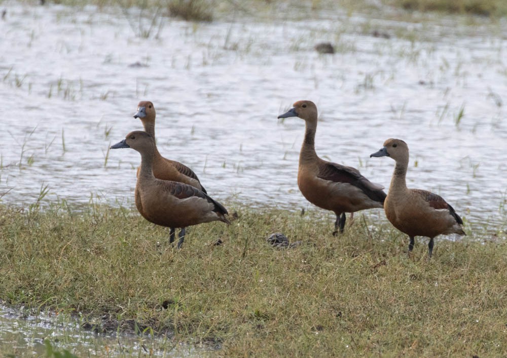 eBird Checklist - 22 Jan 2023 - Yala National Park (General) - 101 ...