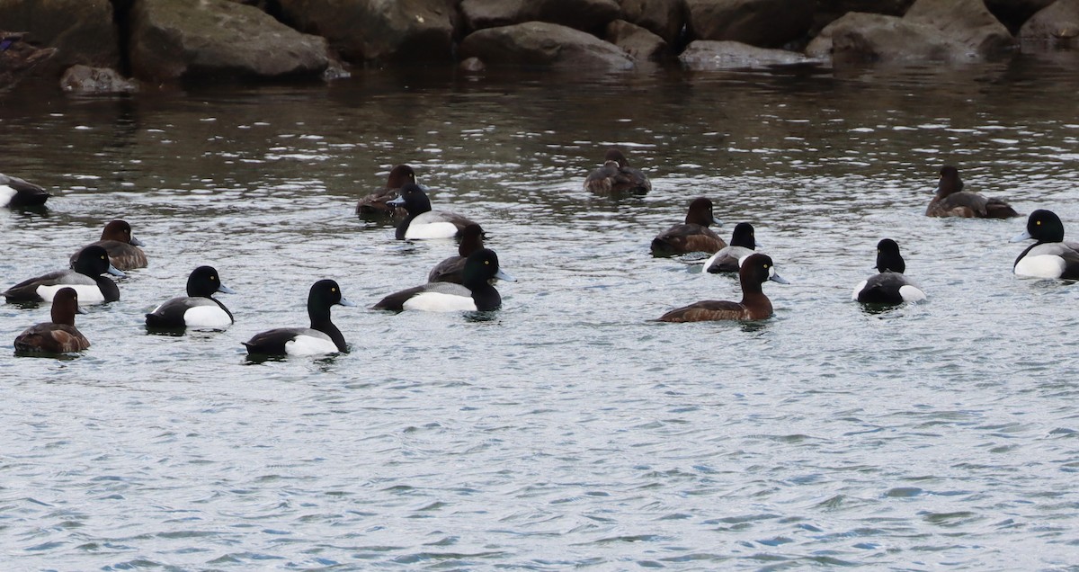 New York Breeding Bird Atlas Checklist - 5 Mar 2023 - Bush Terminal ...