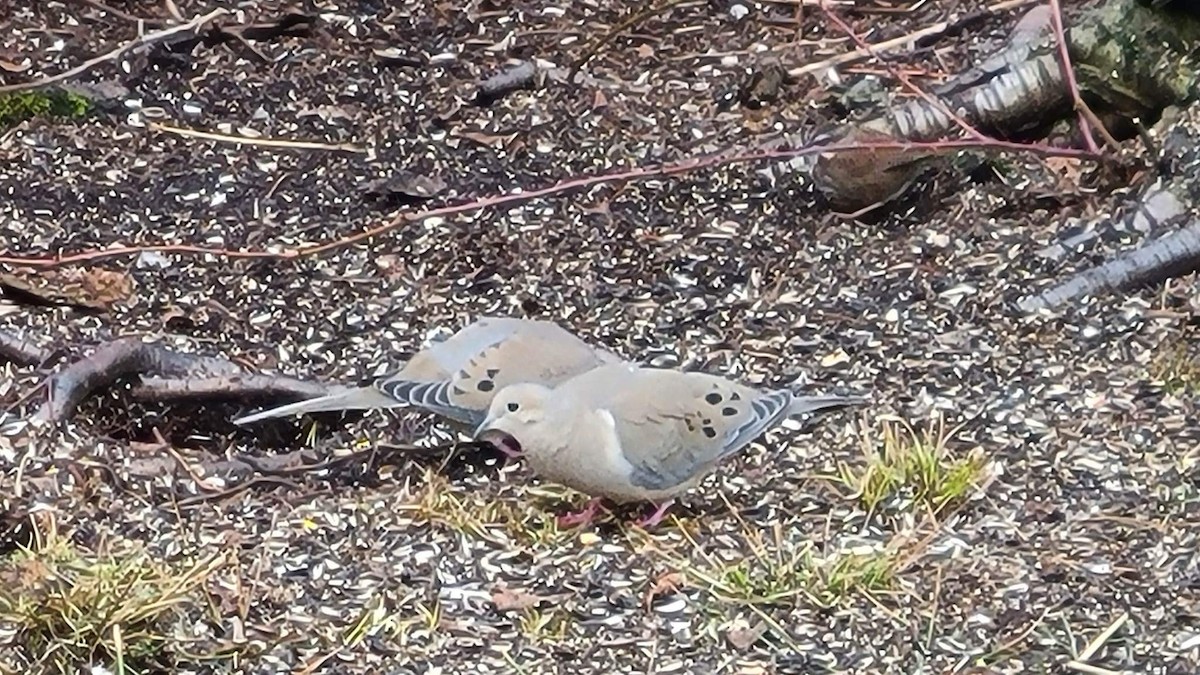 eBird Checklist - 5 Mar 2023 - Richmond Nature Park - 16 species
