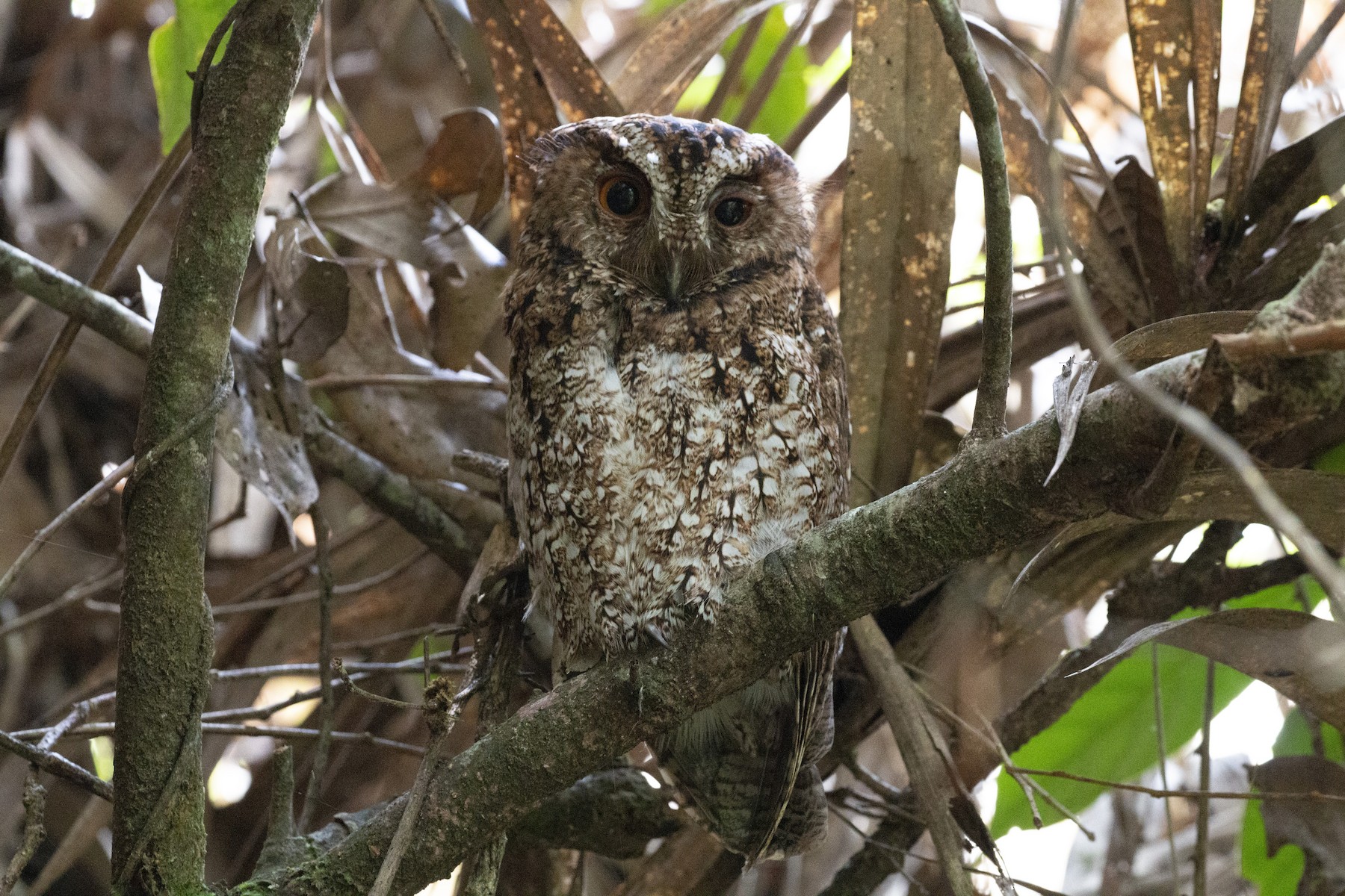Rajah Scops-Owl (Bornean) - eBird