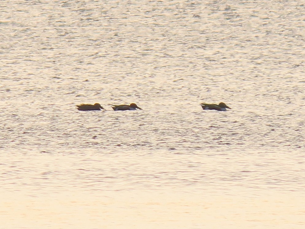 eBird Checklist - 1 Mar 2023 - Loch Raven Reservoir--Loch Raven Point ...