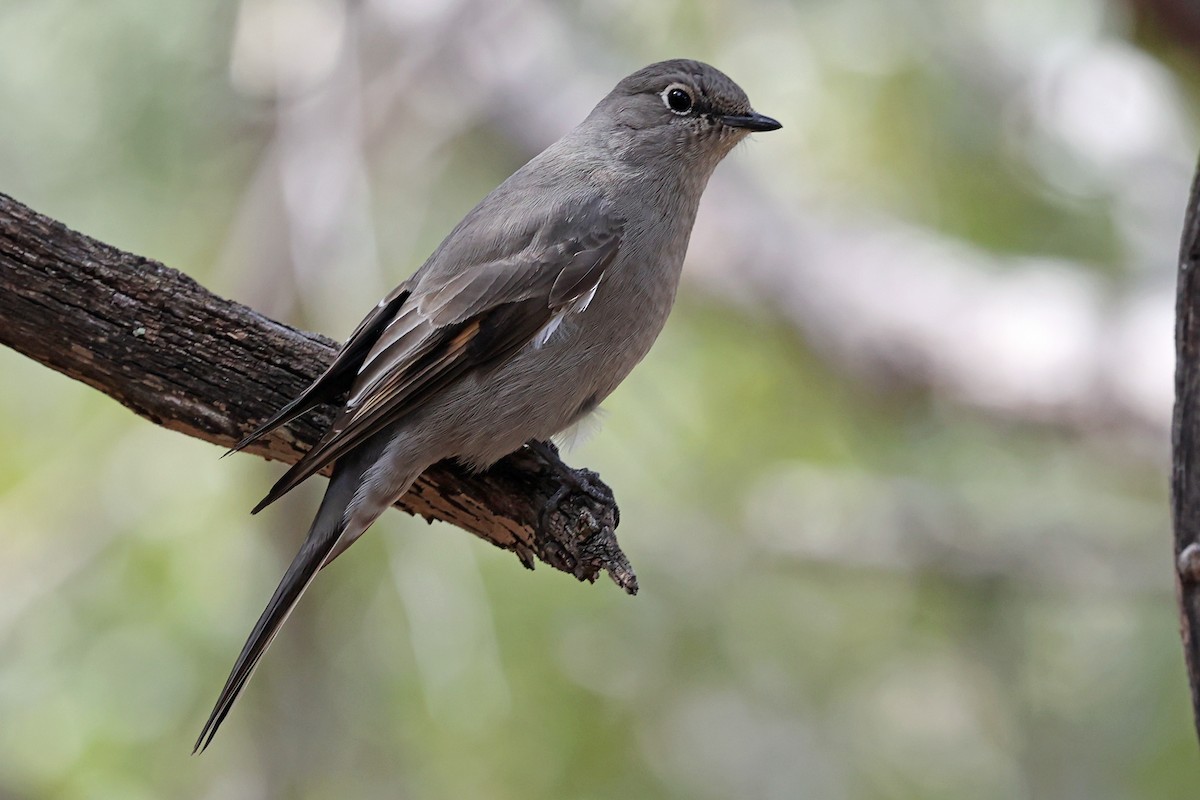 eBird Checklist - 6 Mar 2023 - Madera Canyon--Whitehouse Picnic area ...