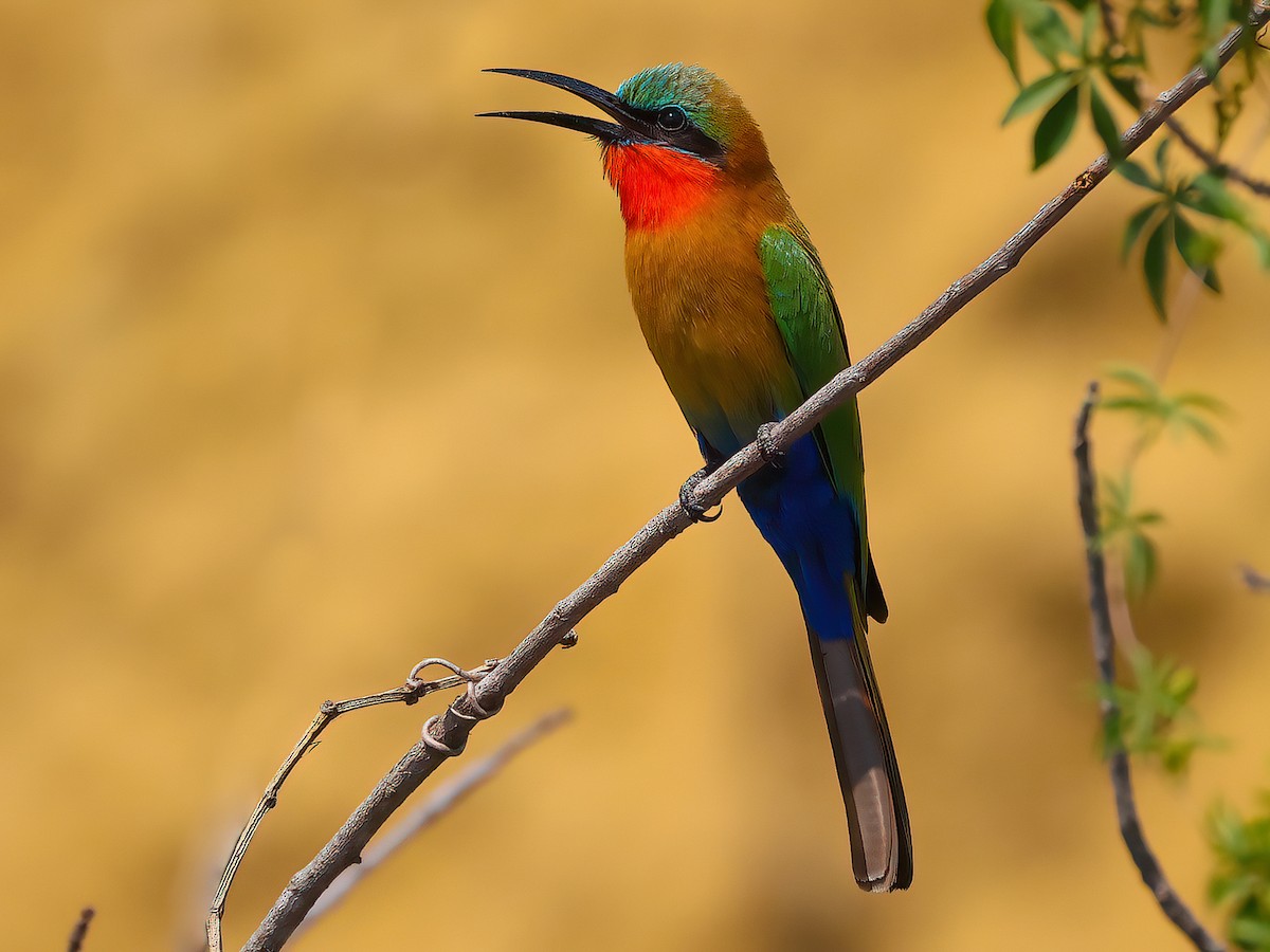 Red-throated Bee-eater - Merops bulocki - Birds of the World