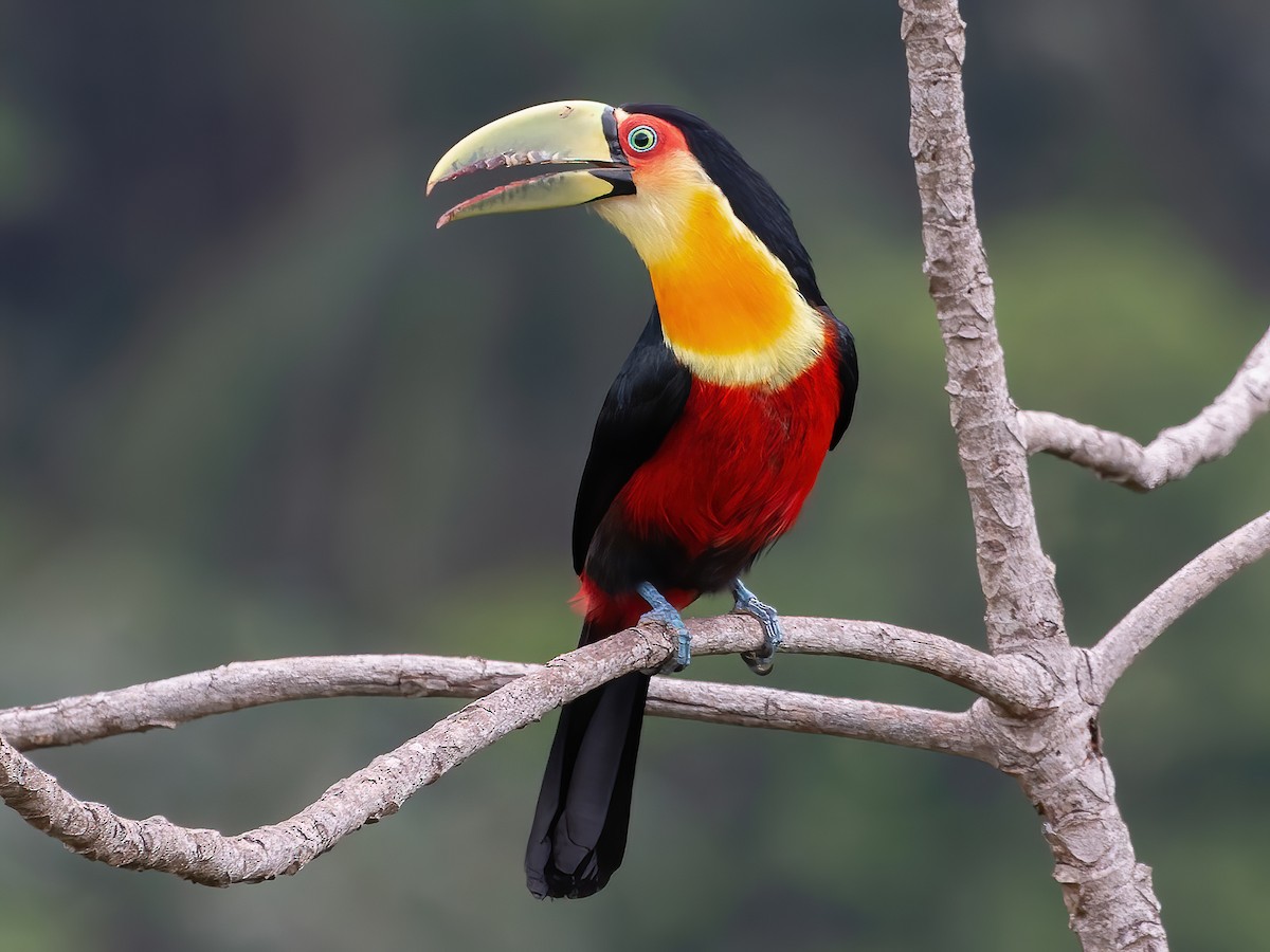 Red-breasted Toucan - Ramphastos dicolorus - Birds of the World