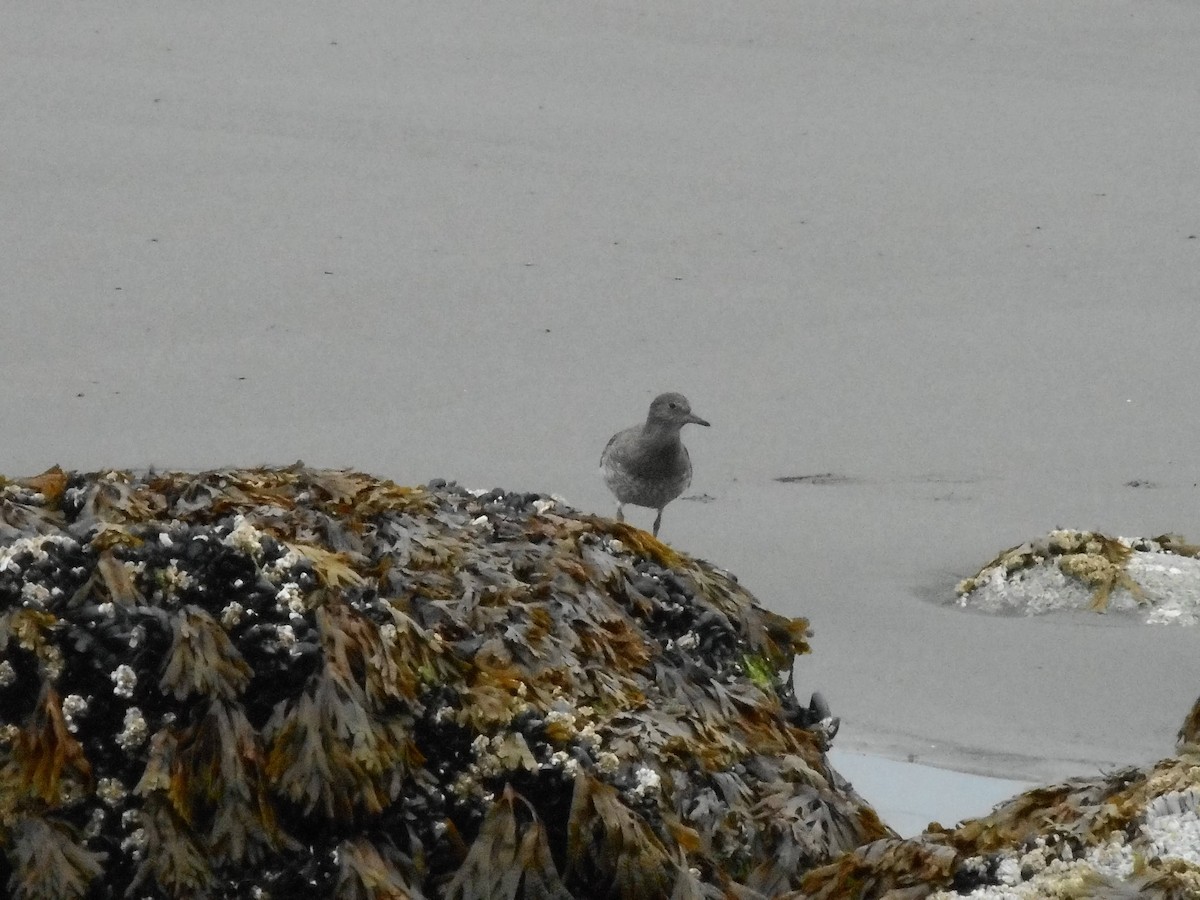eBird Checklist - 31 Jul 2016 - 1279–1453 Sterling Hwy, Homer US-AK (59 ...