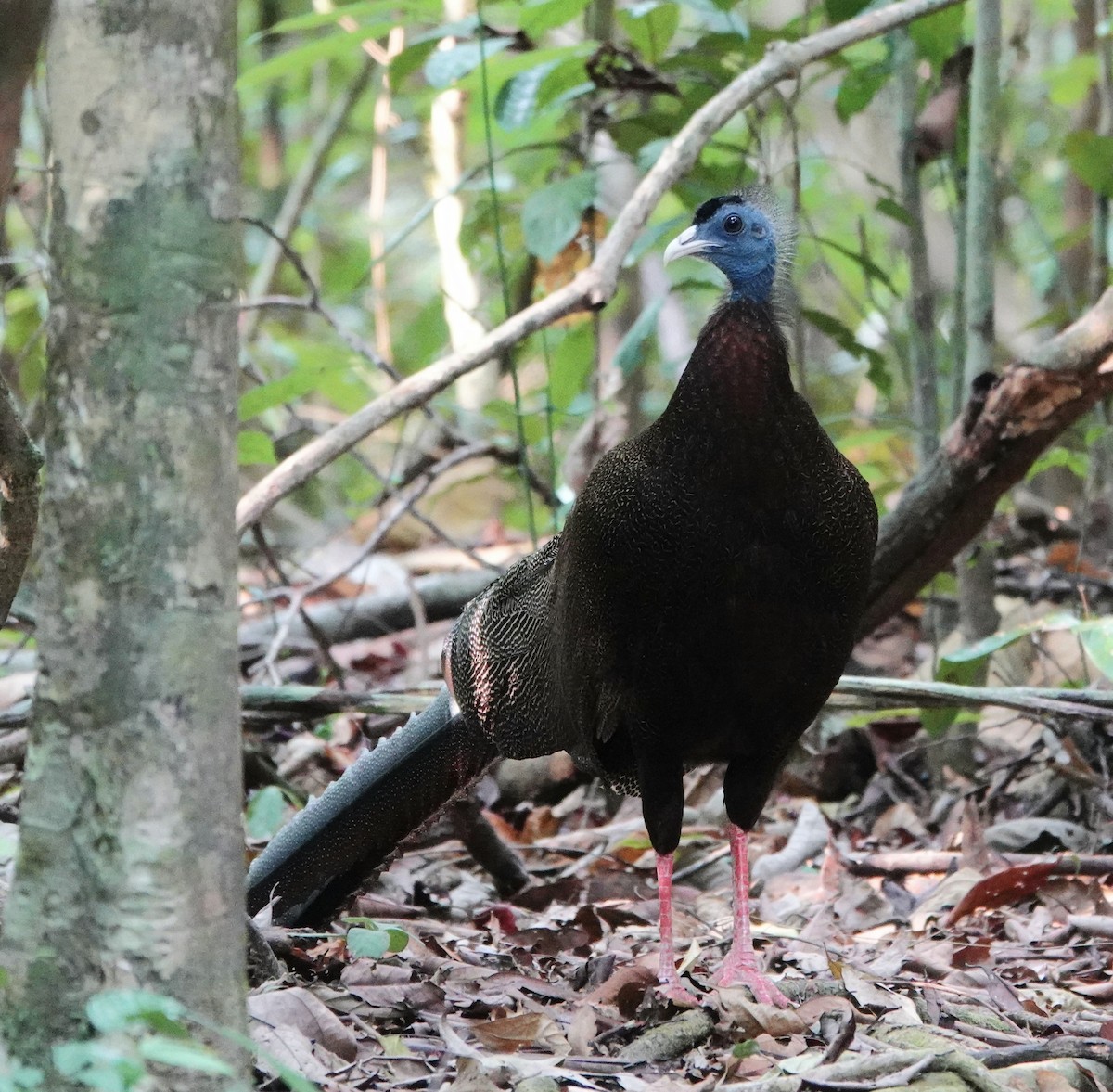 eBird Checklist - 25 Feb 2023 - Sri Phang-nga NP (general area) - 29 ...