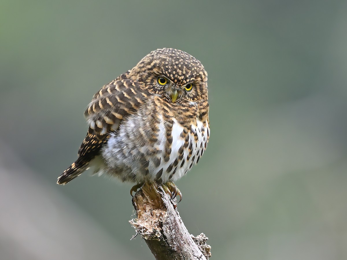 Collared Owlet - Taenioptynx brodiei - Birds of the World