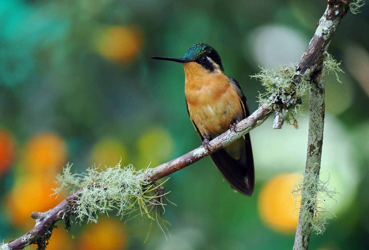 Colibrí Ventricastaño (castaneoventris) - eBird