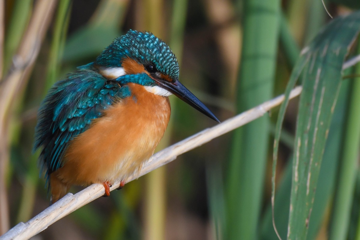 Common Kingfisher (Common) - eBird