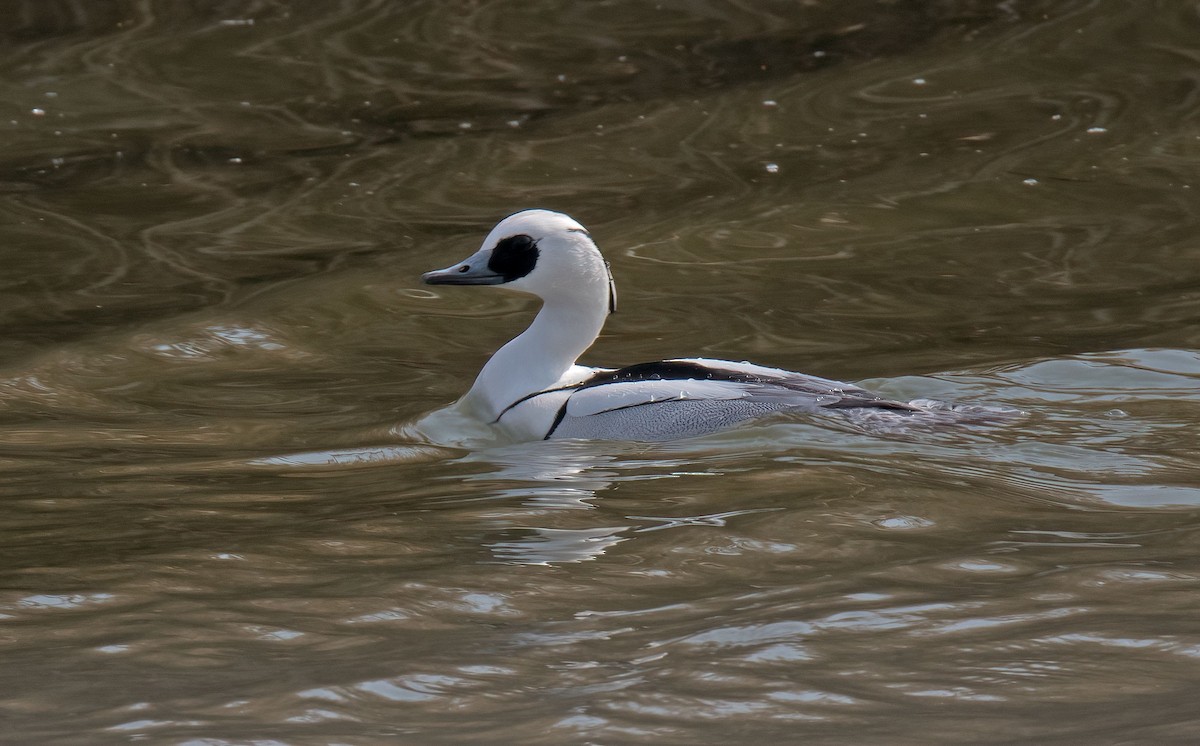 eBird Checklist - 8 Mar 2023 - Galsa-ri - 7 species