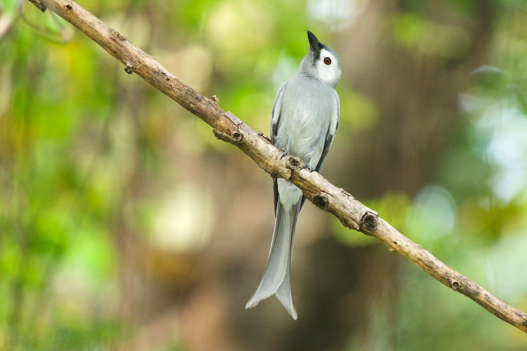 Ashy Drongo (Chinese White-faced) - eBird