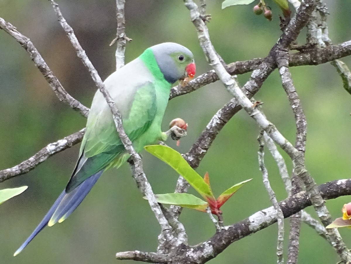 ML543292041 - Layard's Parakeet - Macaulay Library