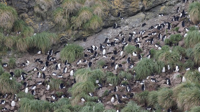 Photos - Eastern Rockhopper Penguin - Eudyptes filholi - Birds of the World