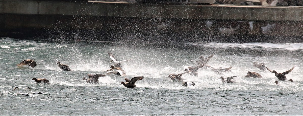 eBird Checklist - 8 Mar 2023 - Cape Cod Canal--RR Bridge - 9 species
