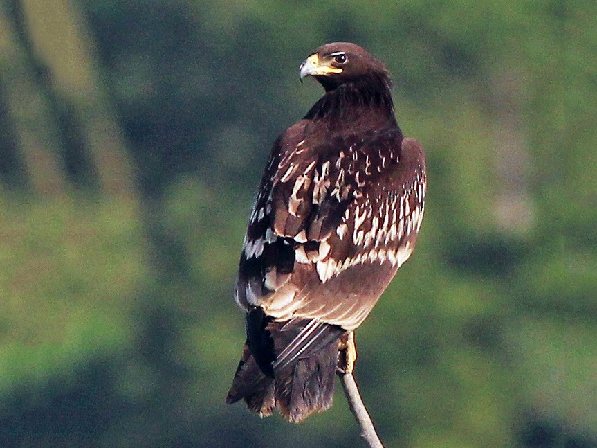 Greater Spotted Eagle - eBird