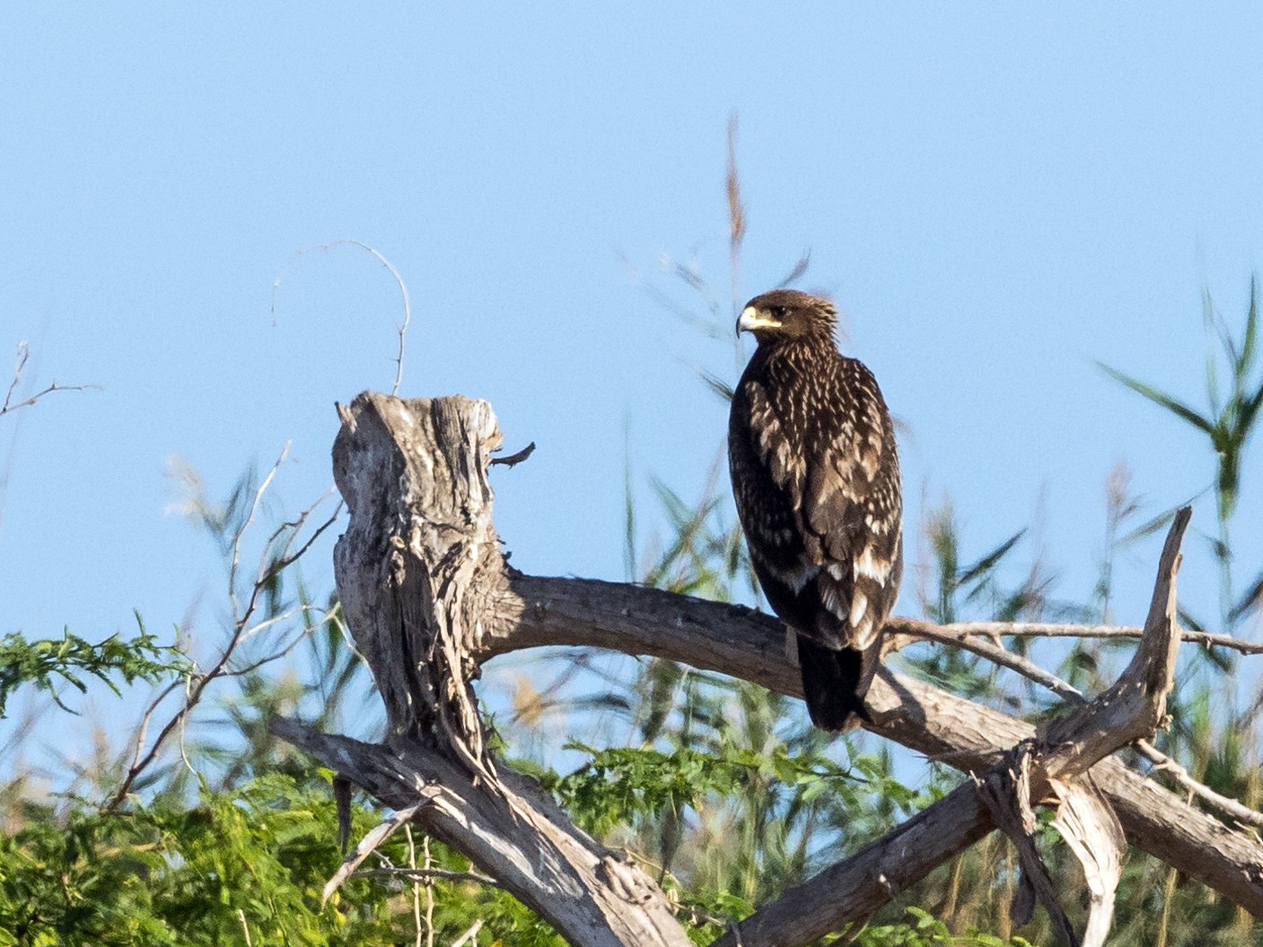 Greater Spotted Eagle - eBird
