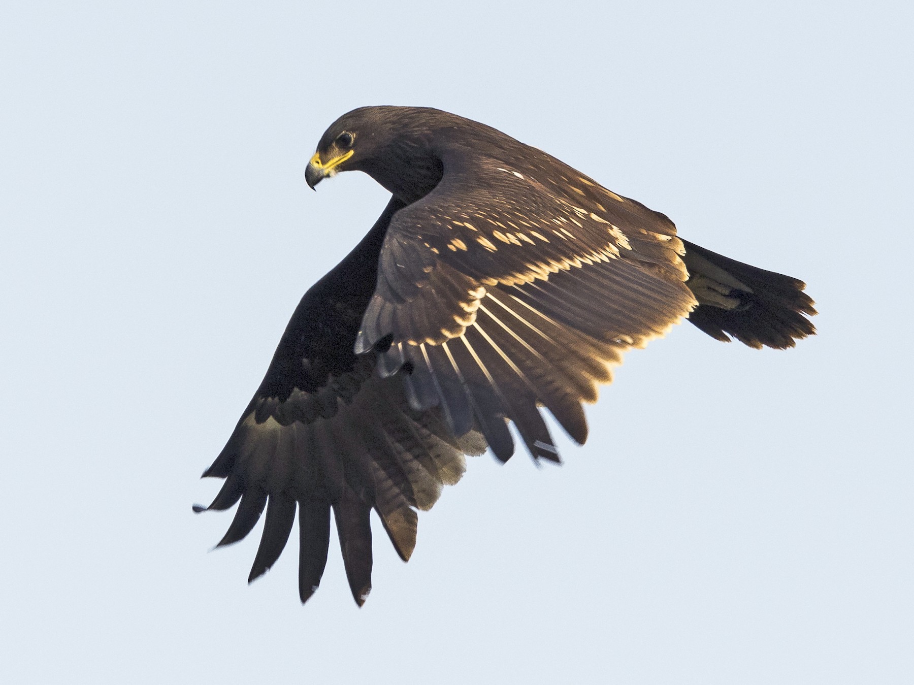 Greater Spotted Eagle - eBird