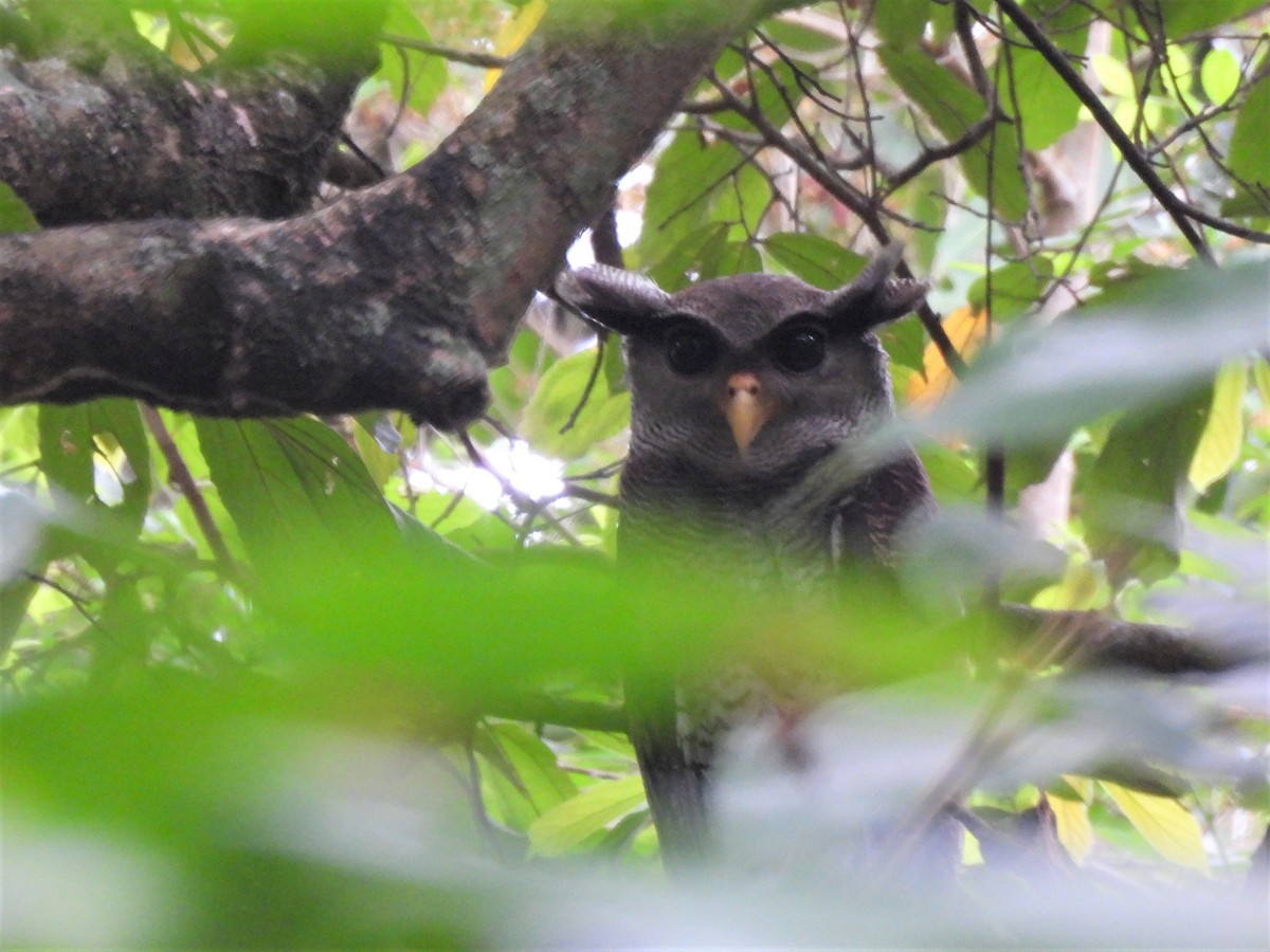 eBird Malaysia Checklist - 3 Mar 2023 - 541 Jalan Chan Ewe Pin, Bukit Mertajam, Pulau Pinang, MY ...