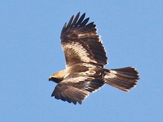Booted Eagle - eBird